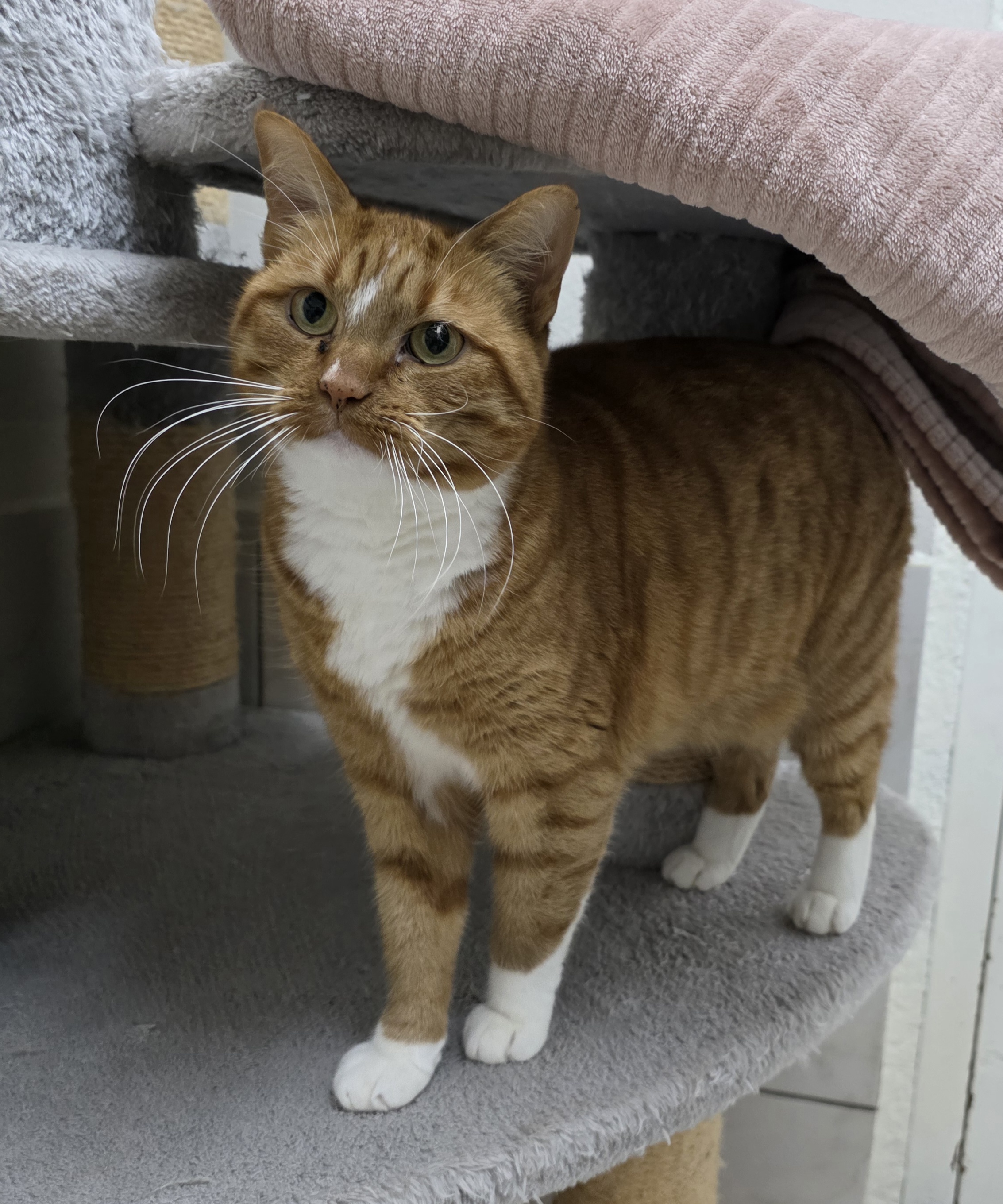 Rinus · Katten · Asieldieren · Dierentehuis 't Schuthok