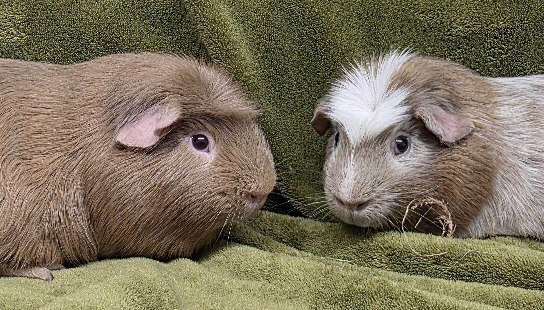 Pim en eh... Poepie · Knaagdieren · Asieldieren · Dierentehuis 't Schuthok