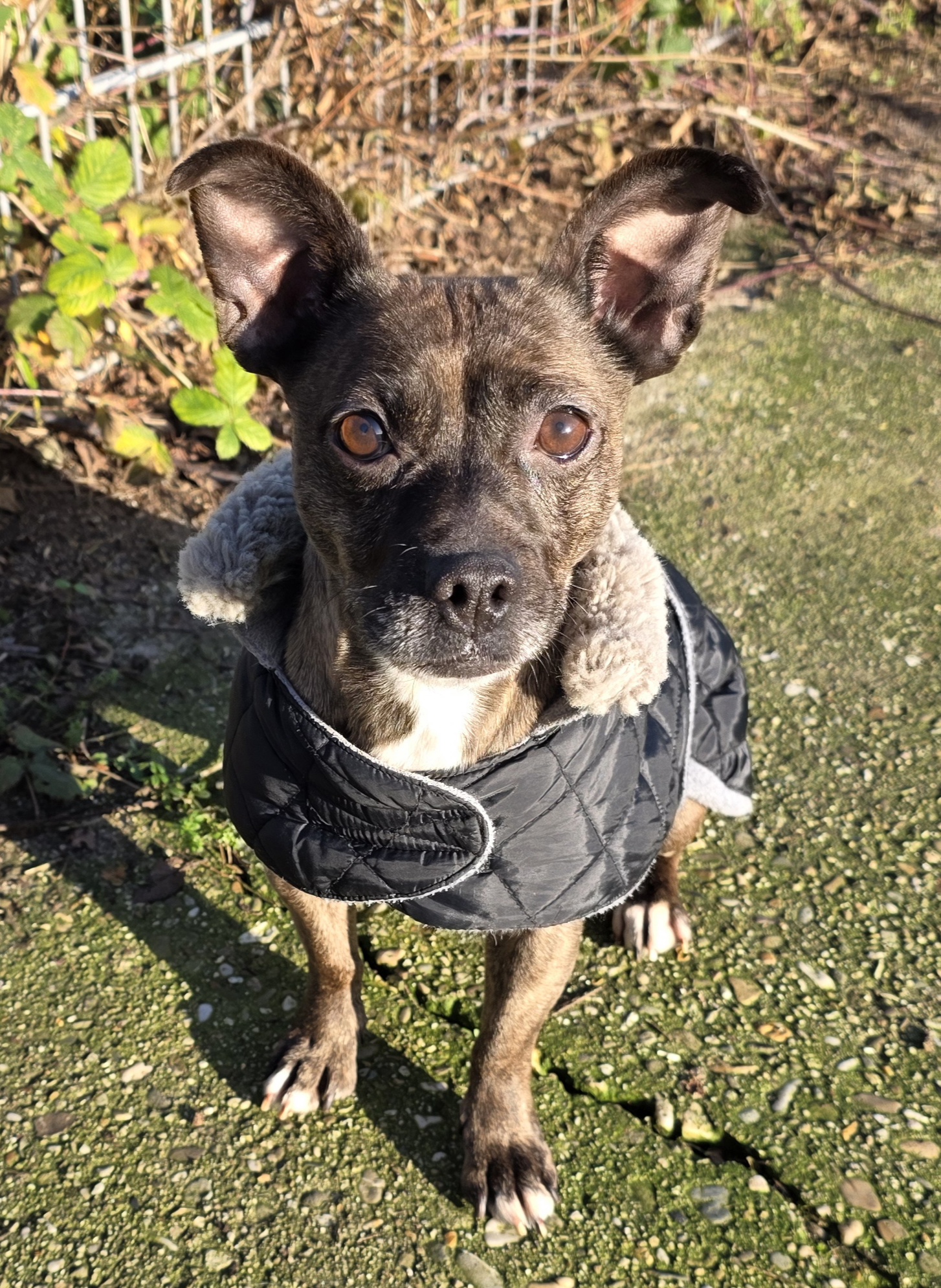 Muppy · Honden · Asieldieren · Dierentehuis 't Schuthok