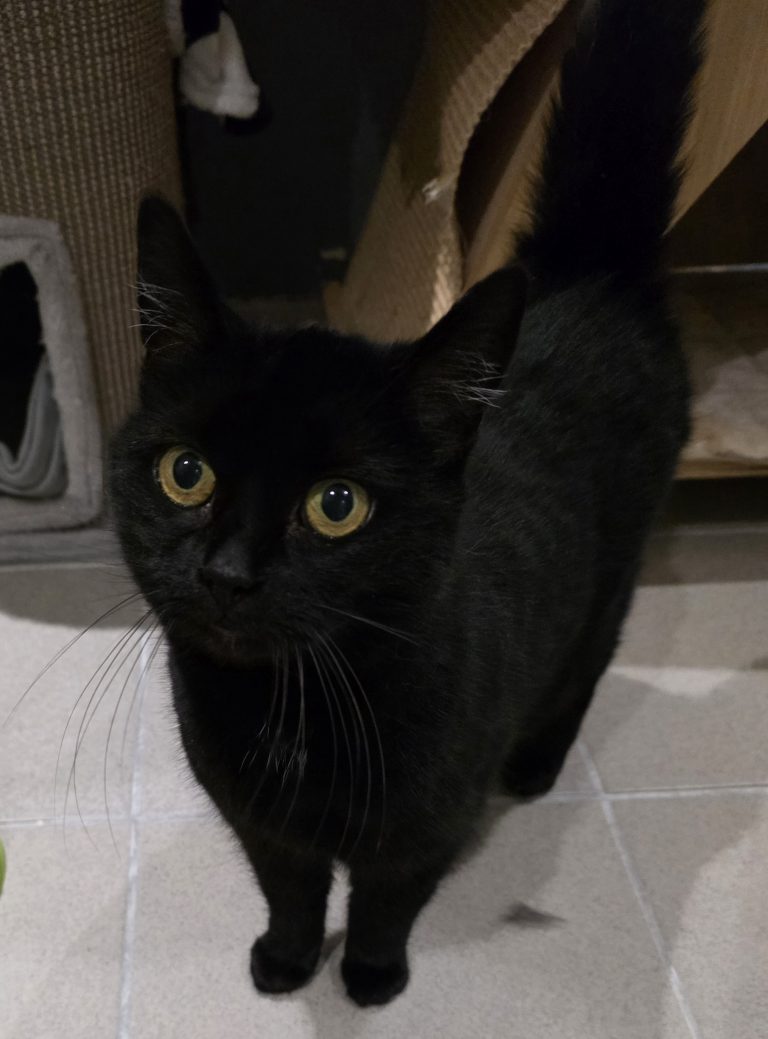 Snoesje · Katten · Asieldieren · Dierentehuis 't Schuthok